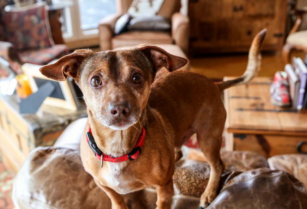 Find A Pet Adoption Considerations And Tips Eagle Valley Humane Society